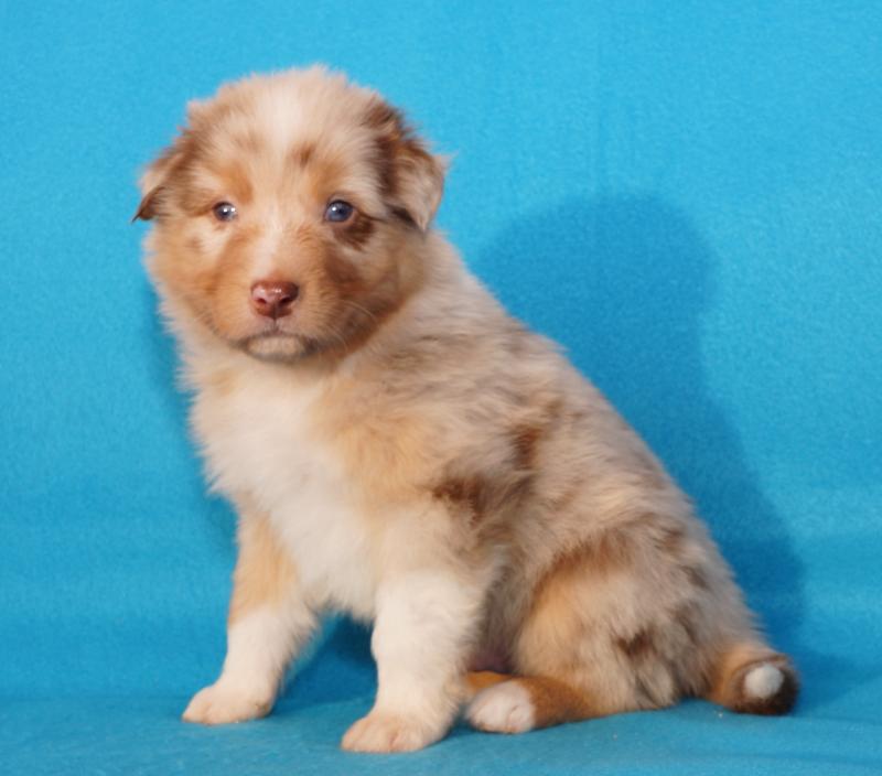 Alpe´s Charmed Aussies - Australian Shepherd Hunde und Welpen aus eigener Zucht