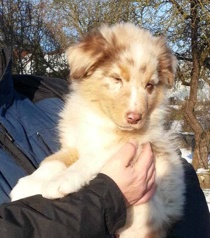 Alpe´s Charmed Aussies - Australian Shepherd Hunde und Welpen aus eigener Zucht