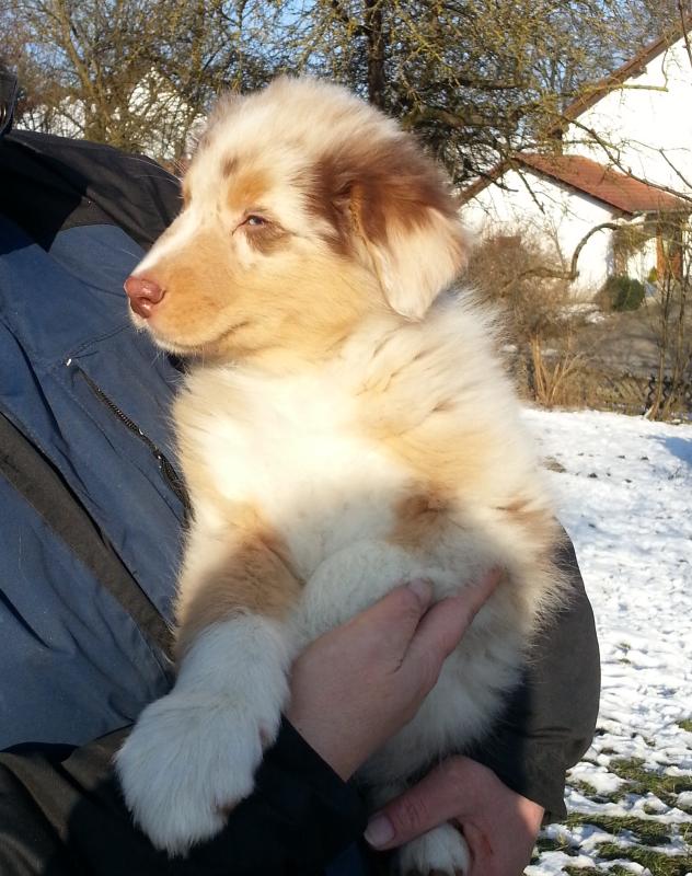 Alpe´s Charmed Aussies - Australian Shepherd Hunde und Welpen aus eigener Zucht